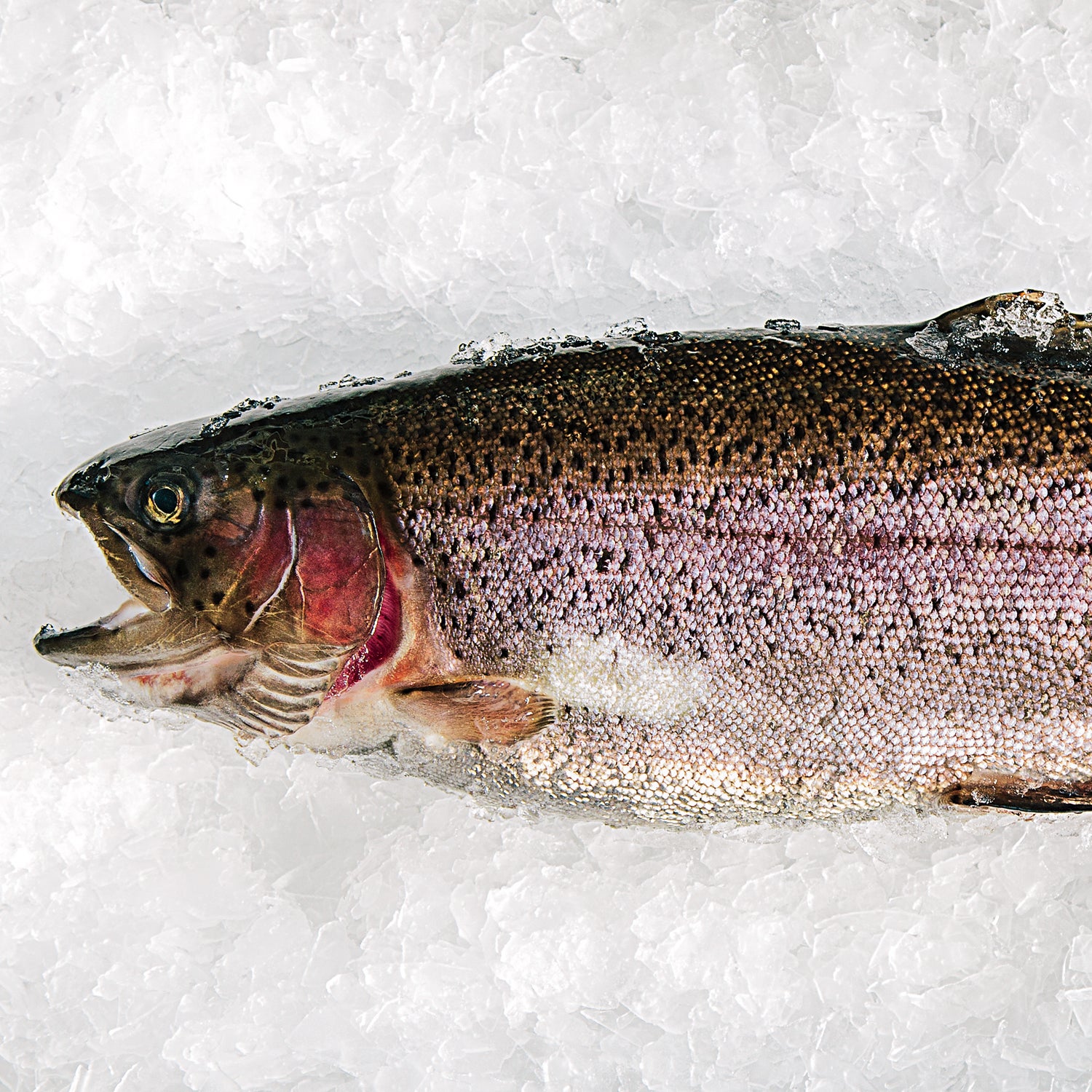 The Piscivore's Dilemma - Outside Online