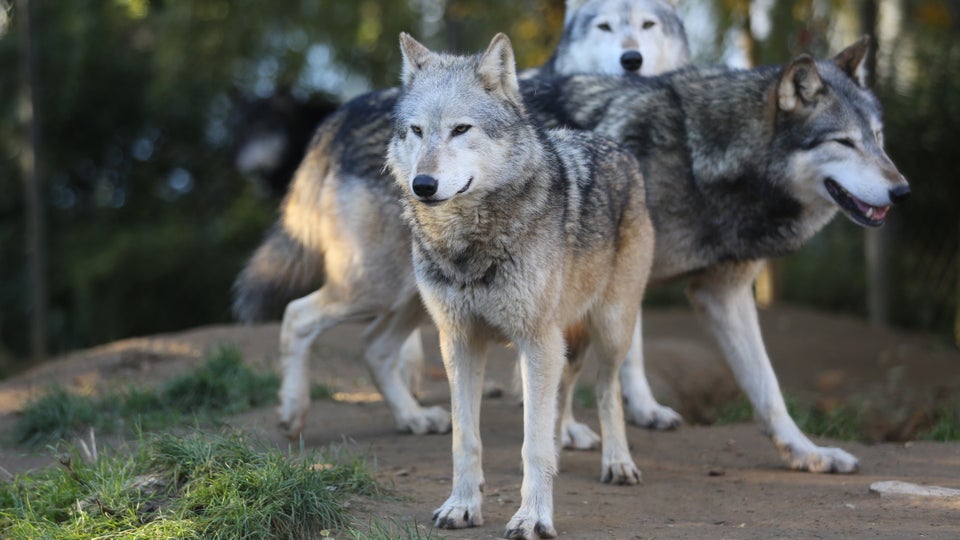 Isle Royale Begins Wolf Management Plan - Outside Online
