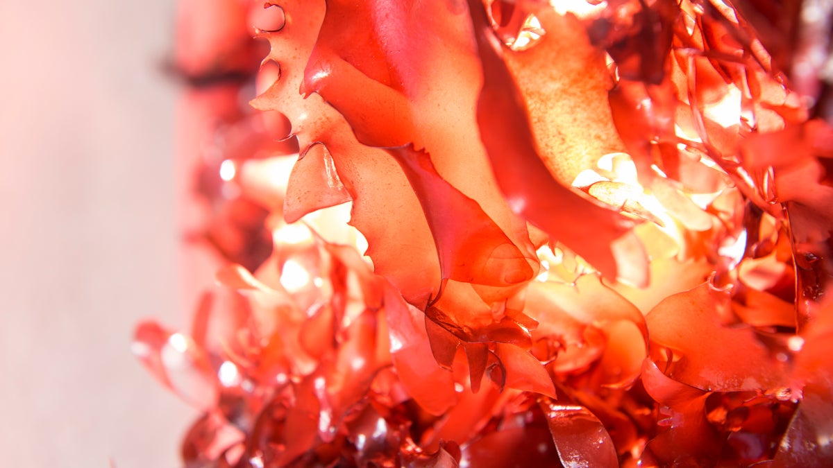 This Seaweed Tastes Like Bacon - Outside Online