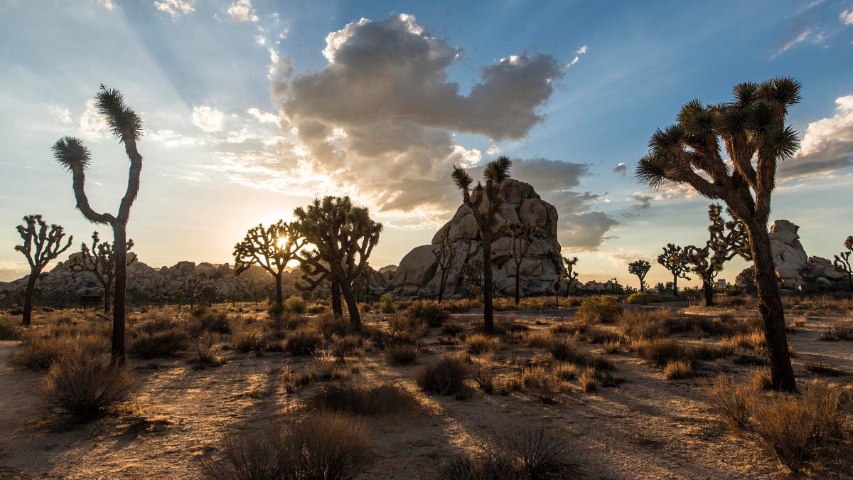 Will California’s Drought End the Joshua Tree? - Outside Online
