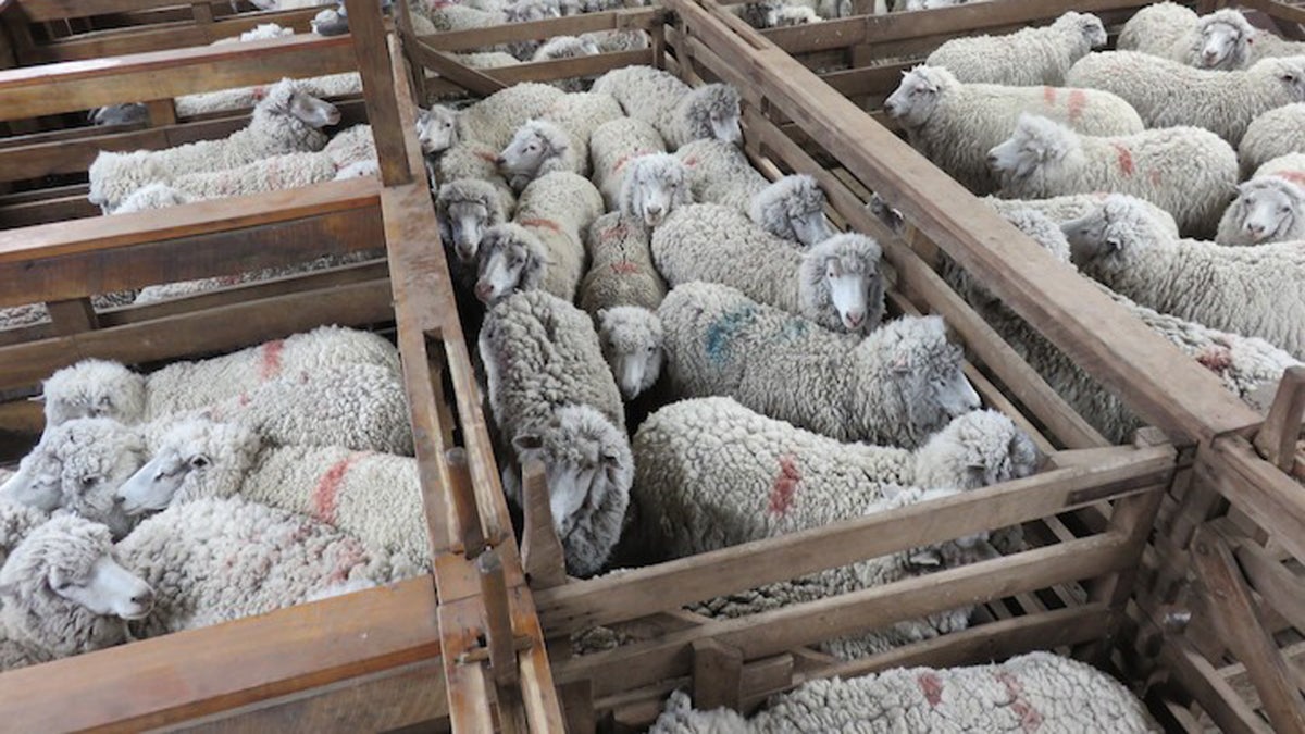 What Patagonia Has to Say About That Horrifying PETA Video - Outside Online