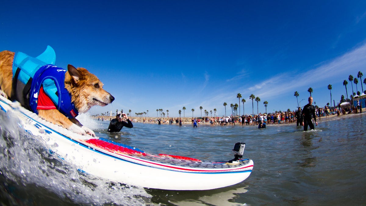 Hang 20? Hilarious Photos of California's Best Surfing Dogs - Outside ...