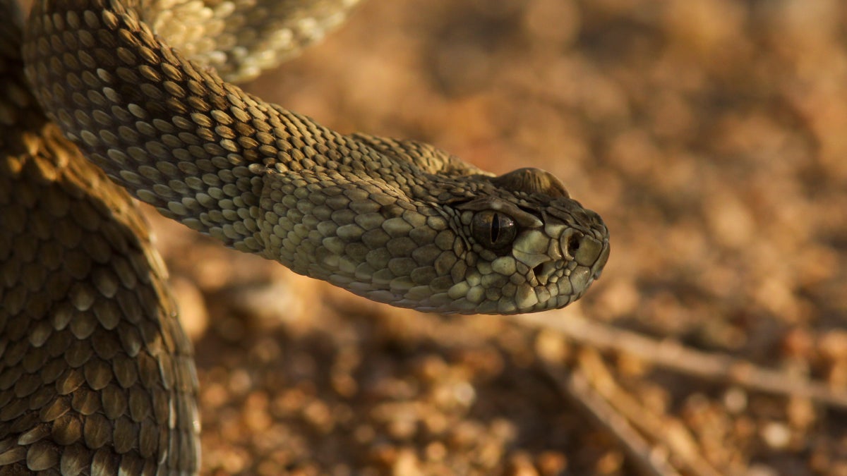A Look at Sand to Snow, Mojave Trails, and Castle Mountains—the 3 ...