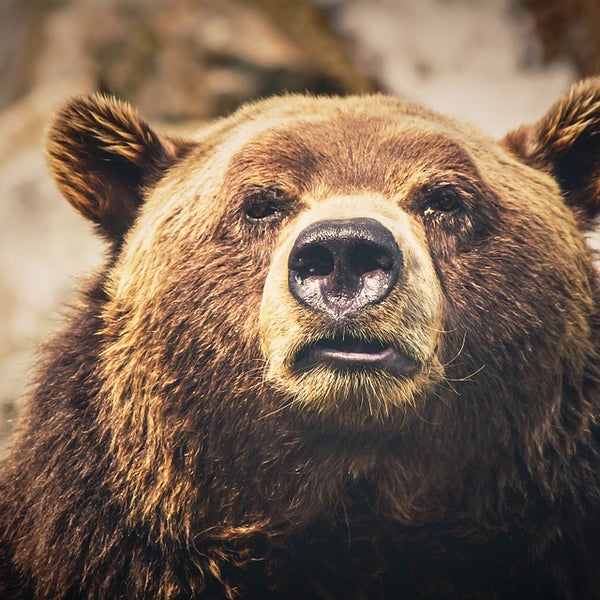 Spain’s Rarest Inhabitant: The Wild Brown Bear | Outside Online