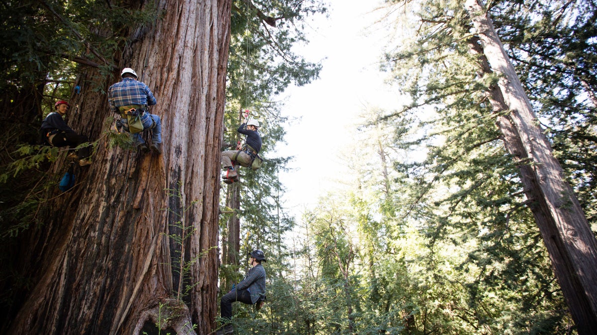 Meet the World’s Best Tree Climber - Outside Online