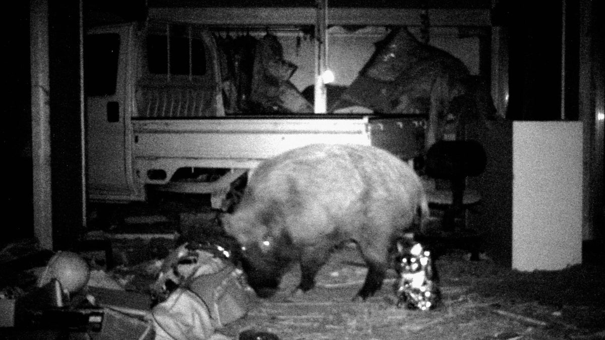 Attack of the (Radioactive) Wild Boars! - Outside Online