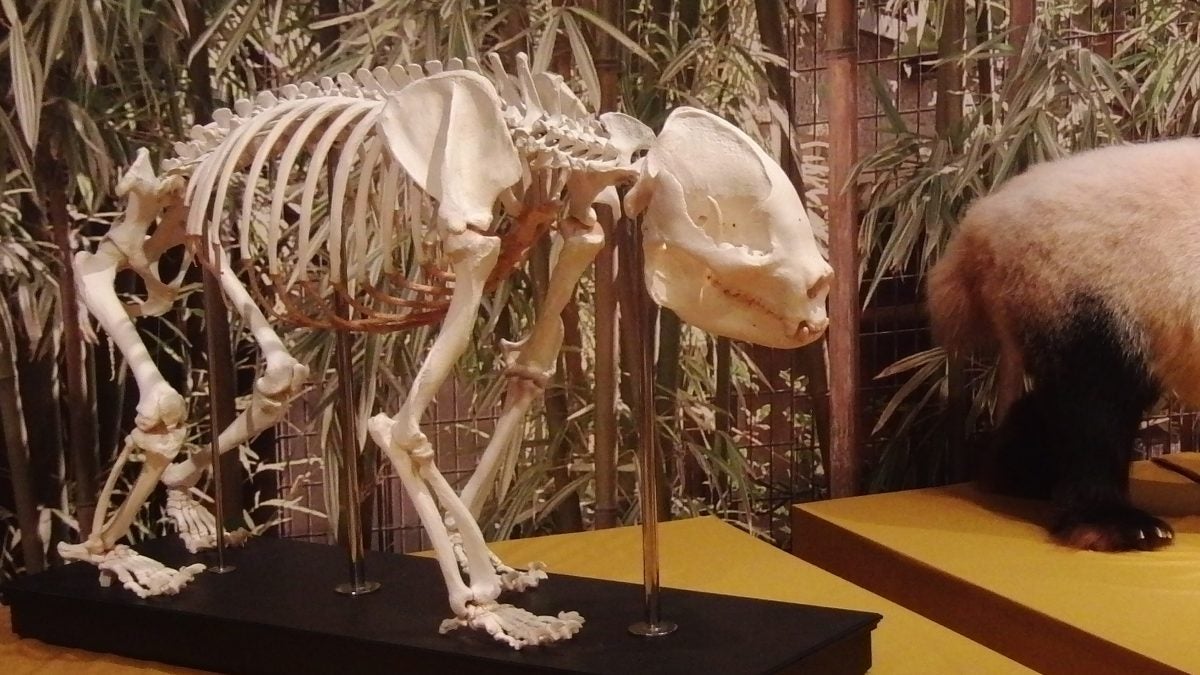 It’s Time to Let Certain Animals Go Extinct | Outside Online