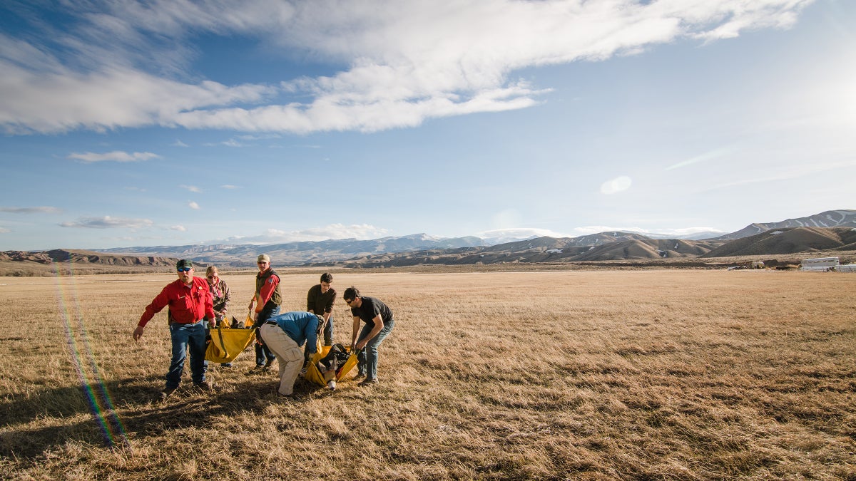The Helicopter-Flying Wildlife Biologists Saving Our Wildlife - Outside ...