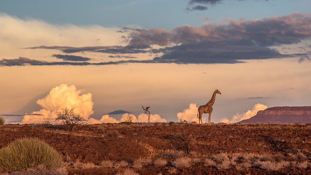 Where the Wild Things Are - Outside Online