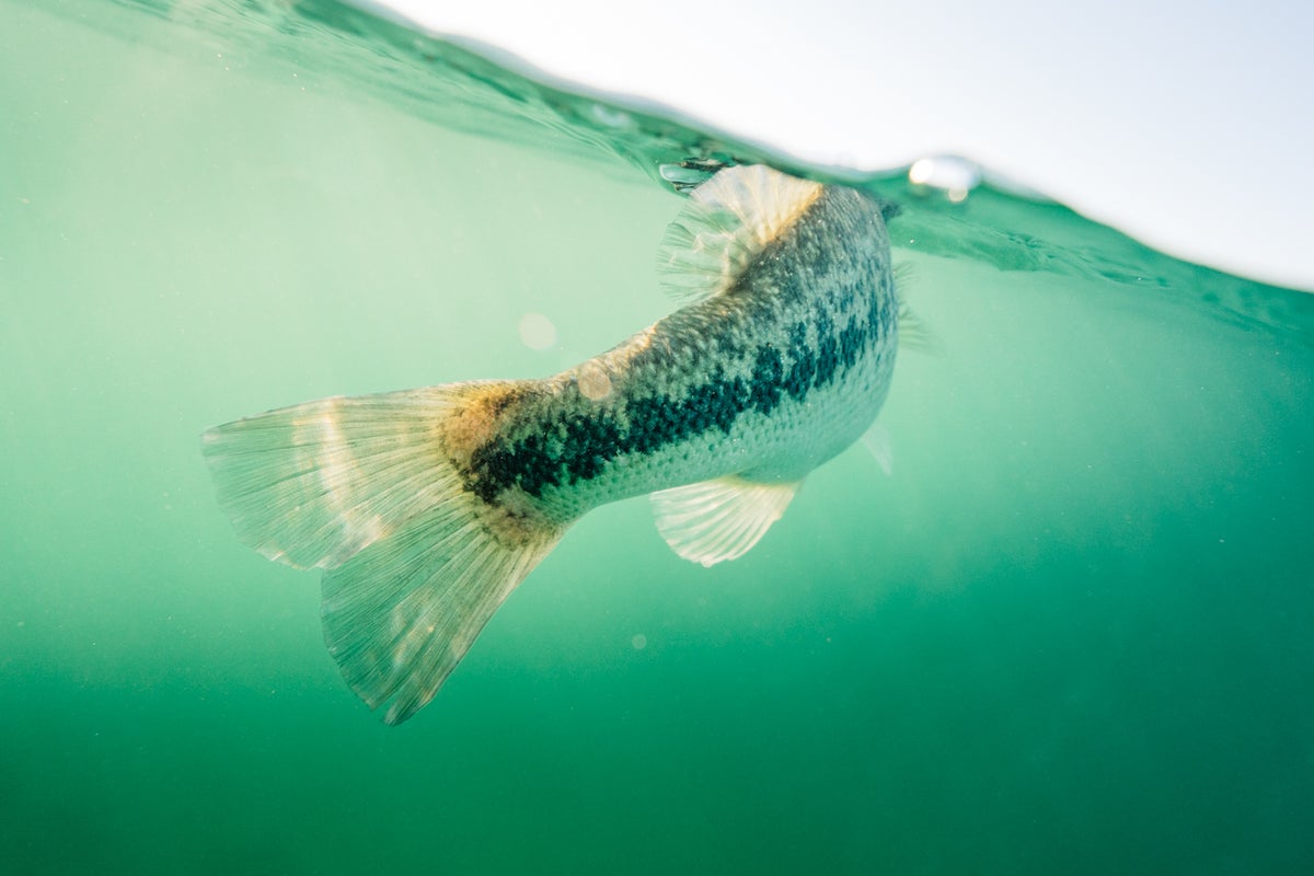 Catch and Release with the World's Best Bass Fishermen - Outside Online