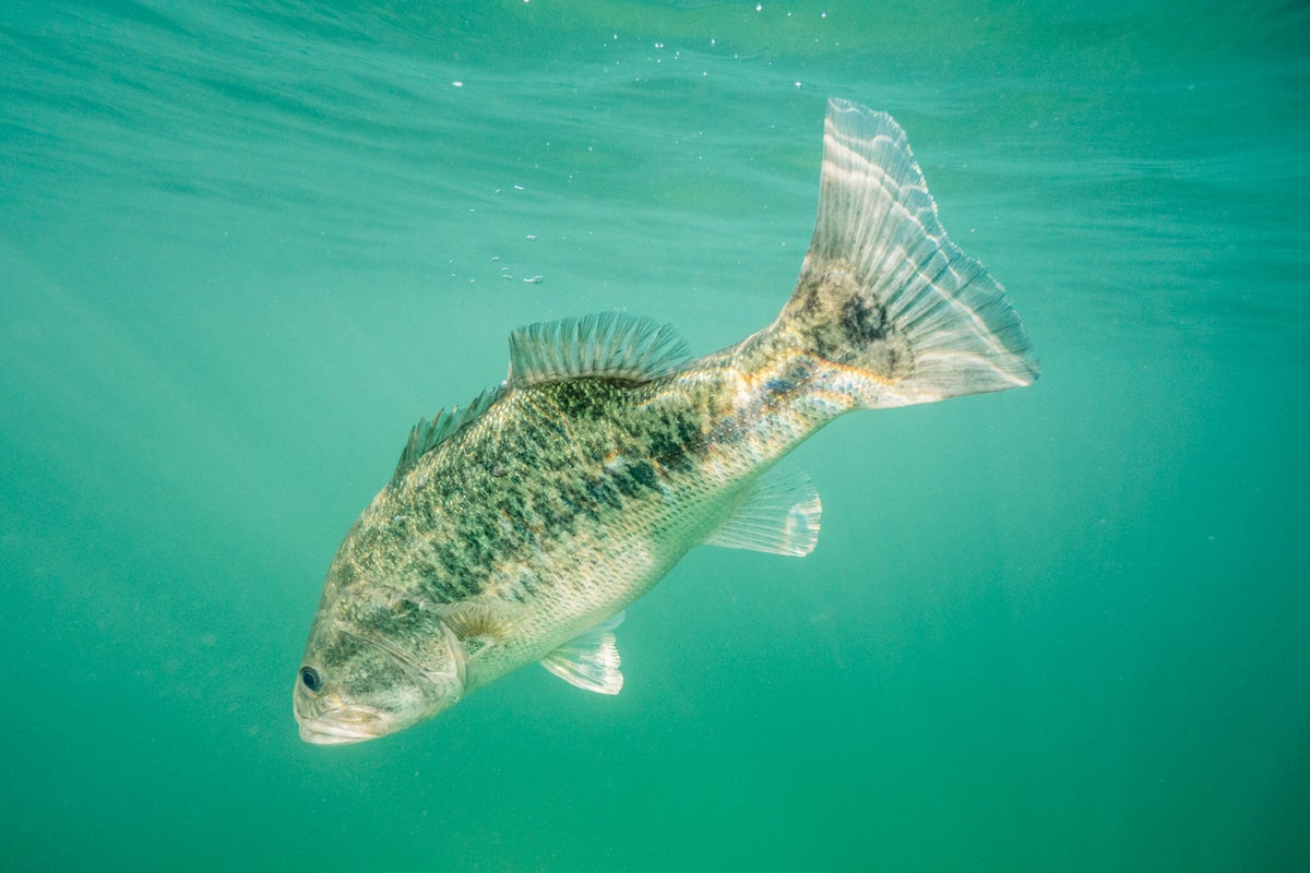 Catch and Release with the World's Best Bass Fishermen - Outside Online