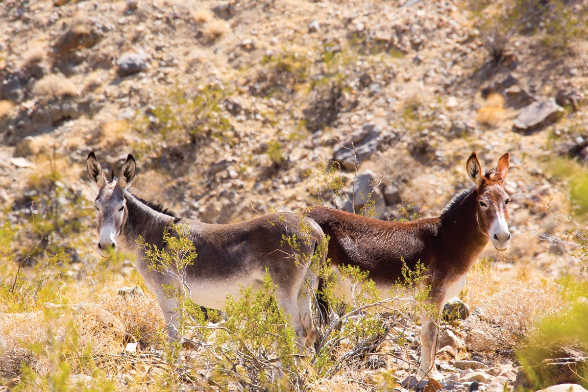 Horses Are Great, but Who Will Save the Wild Burros? - Outside Online