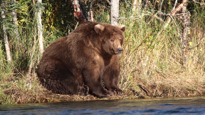 There Is Technically One Fattest Bear. We Love 'Em All. - Outside Online