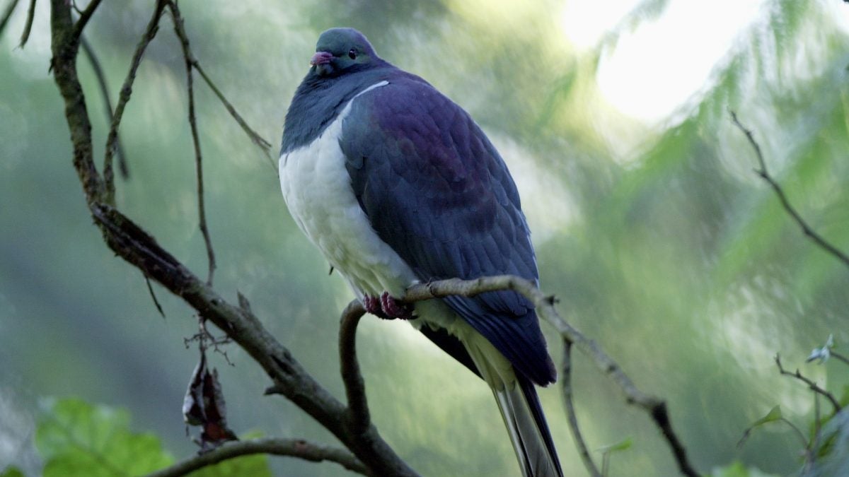 The Secret Lives of Totally Hammered Birds | Outside Online