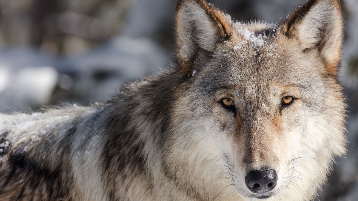 The Death of 832F, Yellowstone's Most Famous Wolf - Outside Online