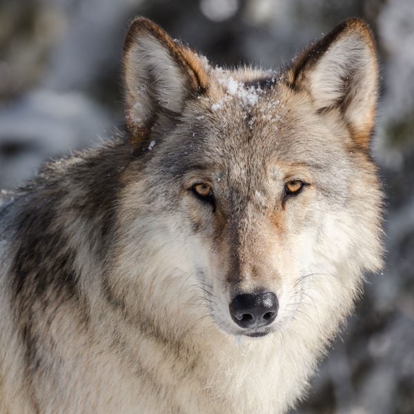 The Death of 832F, Yellowstone's Most Famous Wolf | Outside Online
