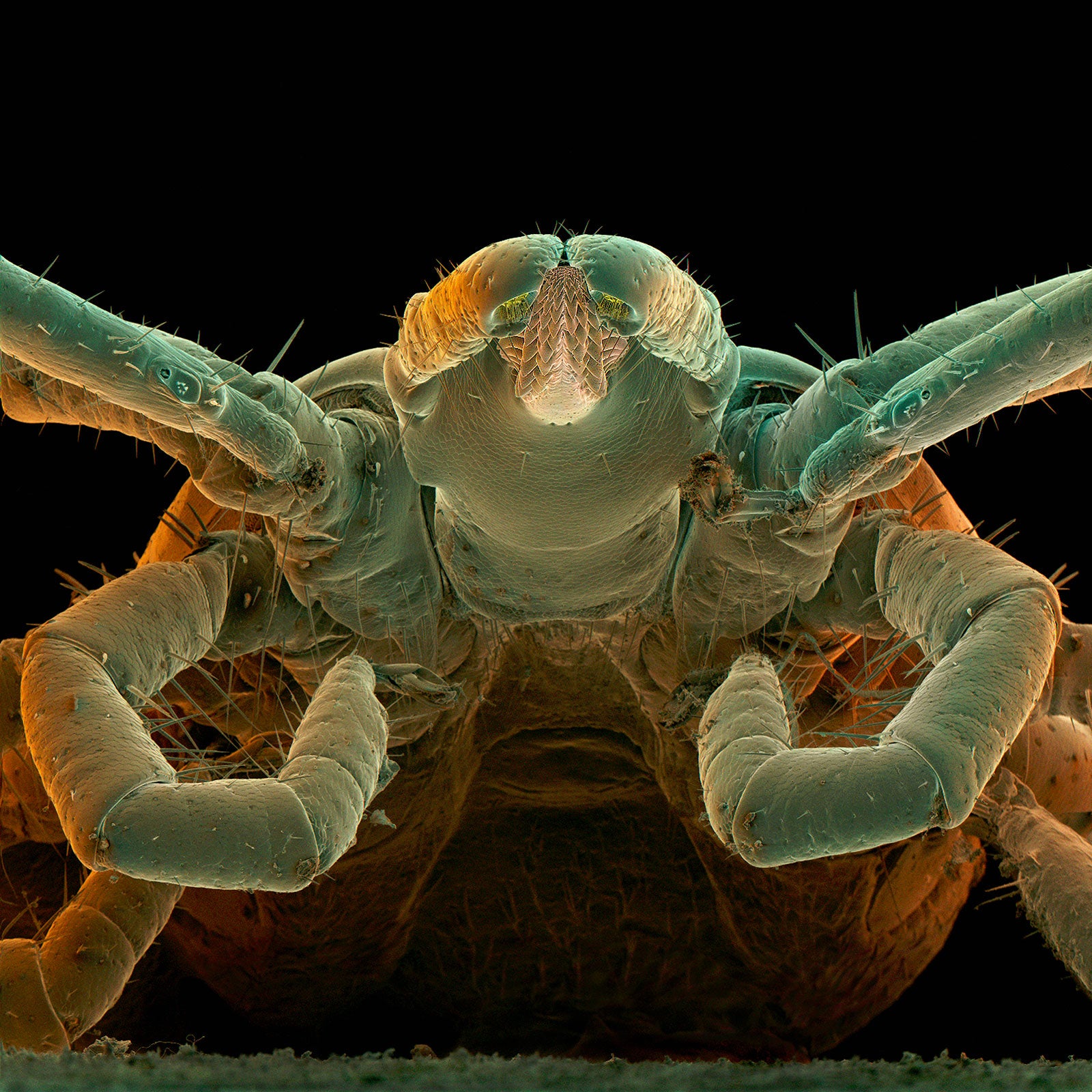 The Rise of the Tick - Outside Online