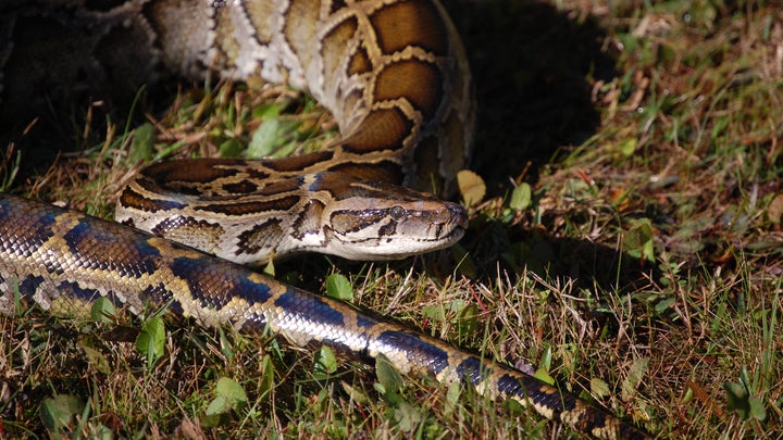The Misunderstood Python Hunters Saving the Everglades - Outside Online