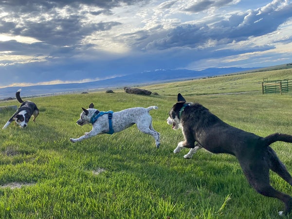 The Dog Days of Summer - Outside Online