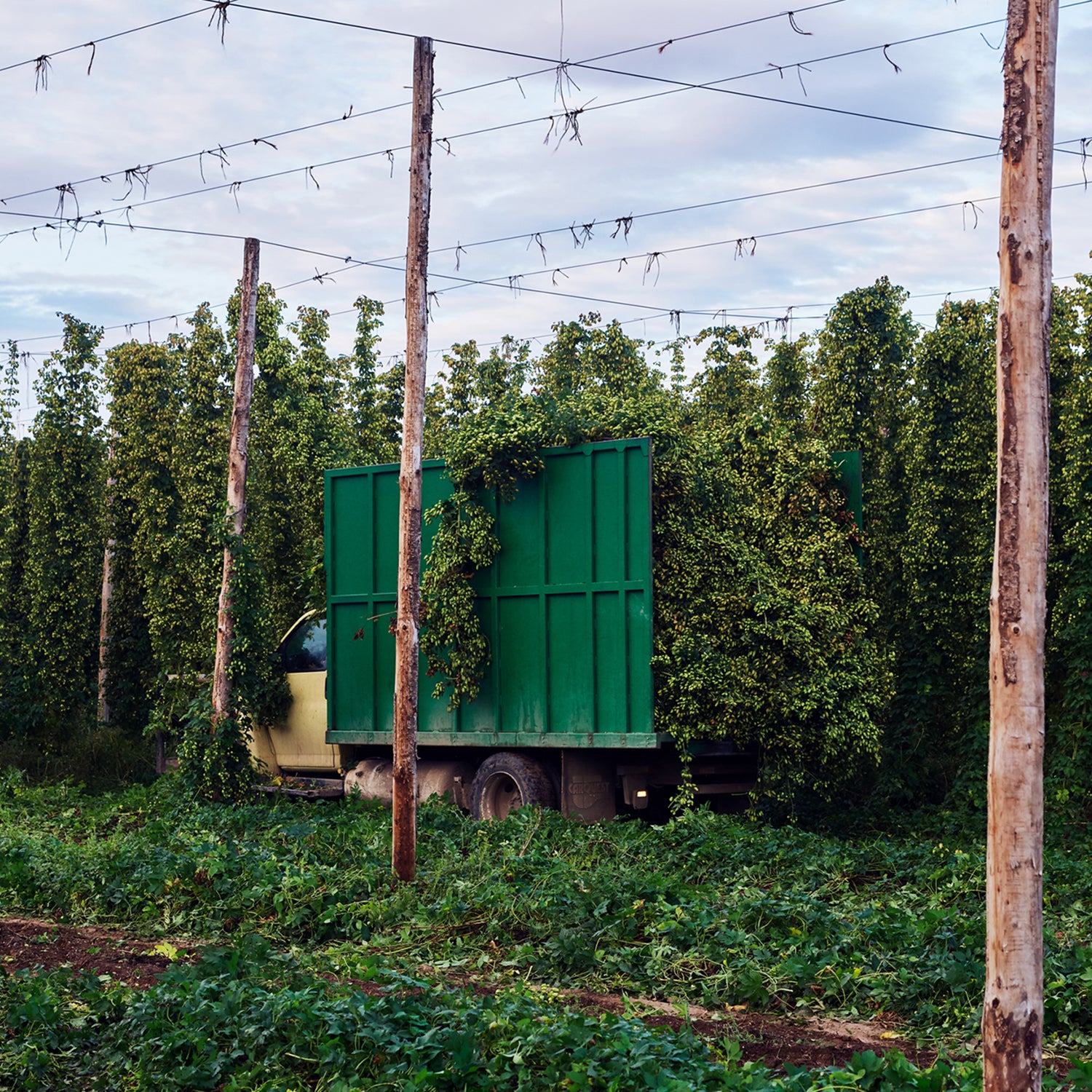 How Hops Became the Star of American Brewing - Outside Online