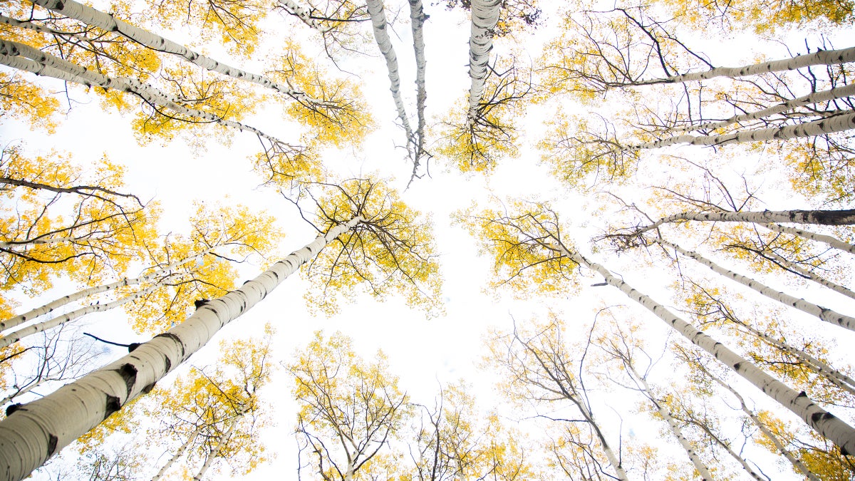 On Sleeping in the Largest Organism on Earth - Outside Online