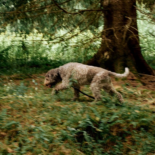 Appalachian Truffles: America's Next Food Craze - Outside Online