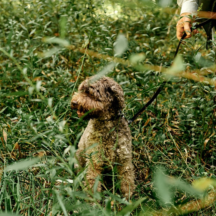 Appalachian Truffles: America's Next Food Craze - Outside Online