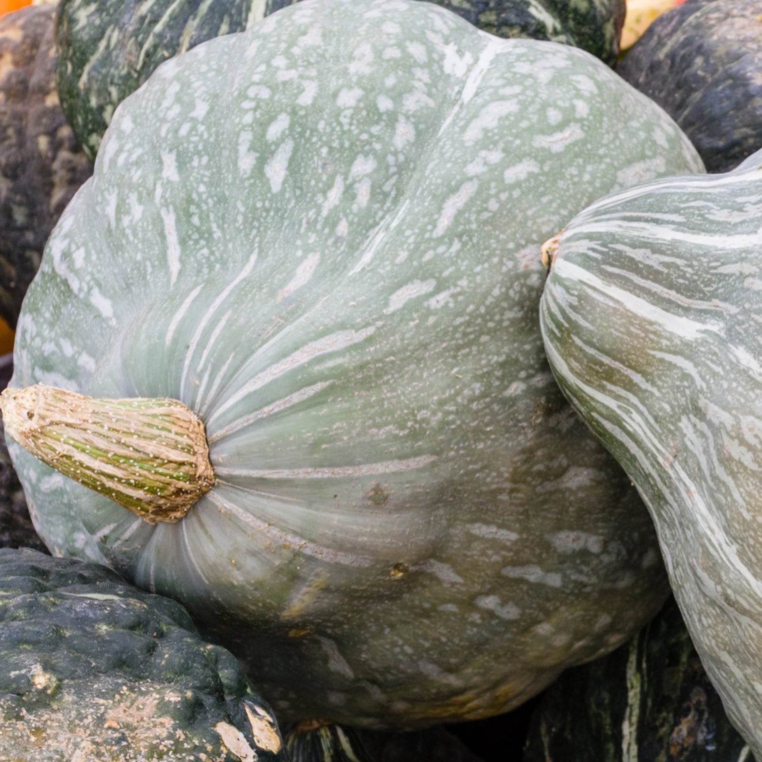 Add These 4 Squash Varieties to Your Fall Meals - Outside Online