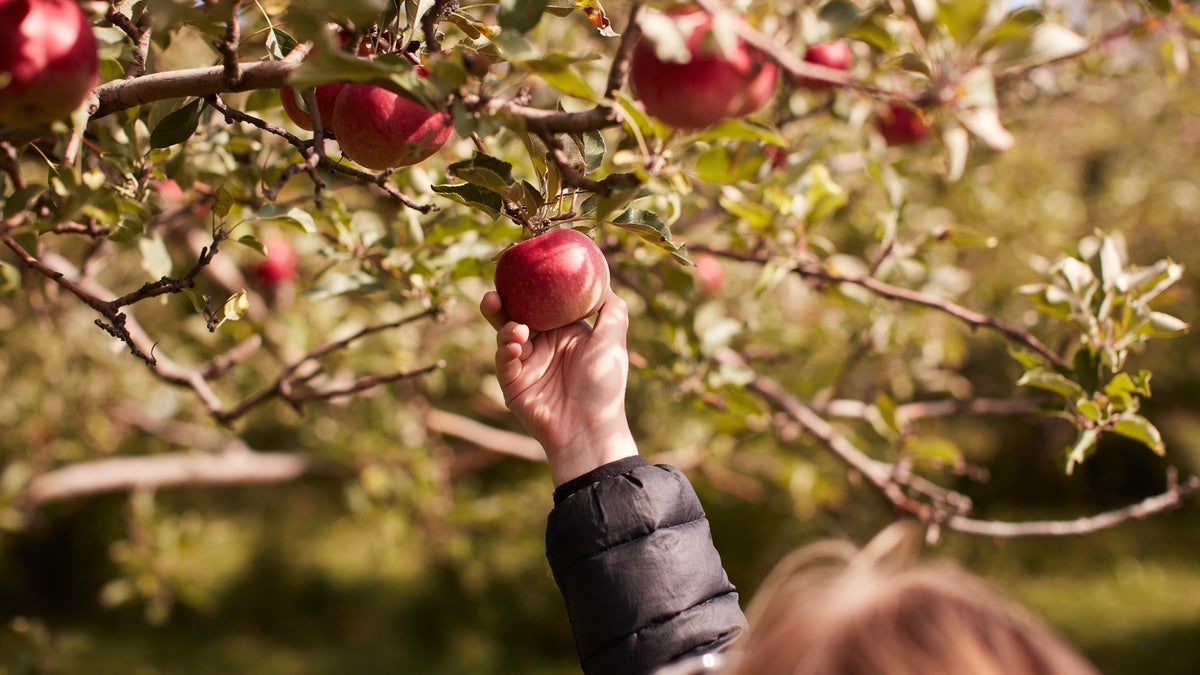 These Are Our Top Tips for Apple Picking - Outside Online