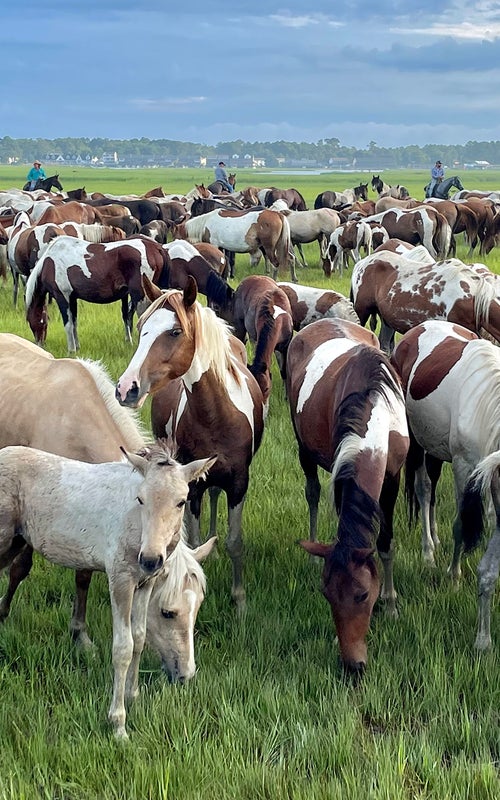 The Last Ride of Legend, a Pony Who Lived Up to His Name - Outside Online