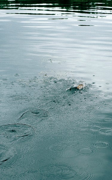 Stone Skipping Is a Lost Art. Kurt Steiner Wants the World to Find It ...