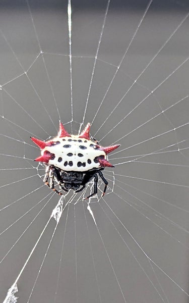 Keep Your Bird-Watching—I’m a Spider Man - Outside Online