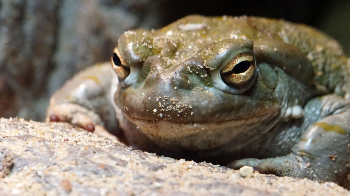 NPS to Visitors: Please Stop Licking Our Toads to Get High - Outside Online