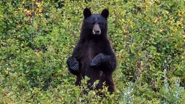 A Relocated Bear Walked 1,000 Miles Back to Its Favorite Campsite ...