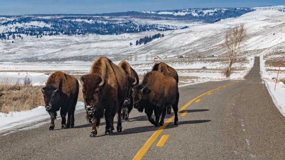 A Semitruck Slammed into a Herd of Bison near Yellowstone National Park ...