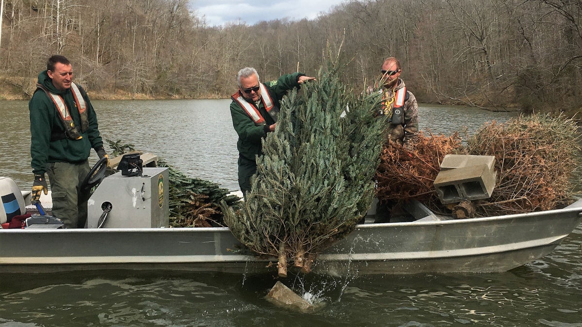 Why Is the Forest Service Dumping Christmas Trees into Ohio Lakes ...