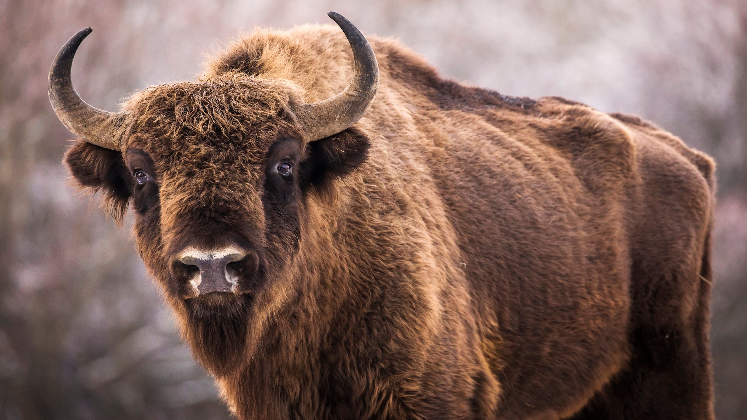 Bison Poop is Restoring Yellowstone National Park