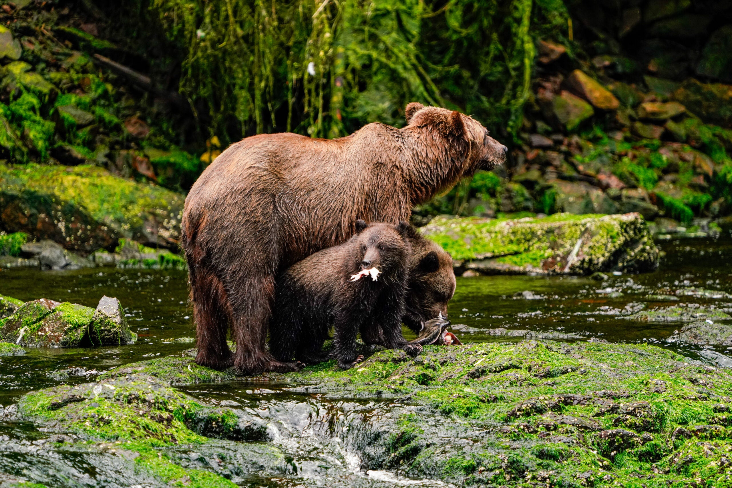 The Best Place to View Bears, According to a Certified Bear Guide