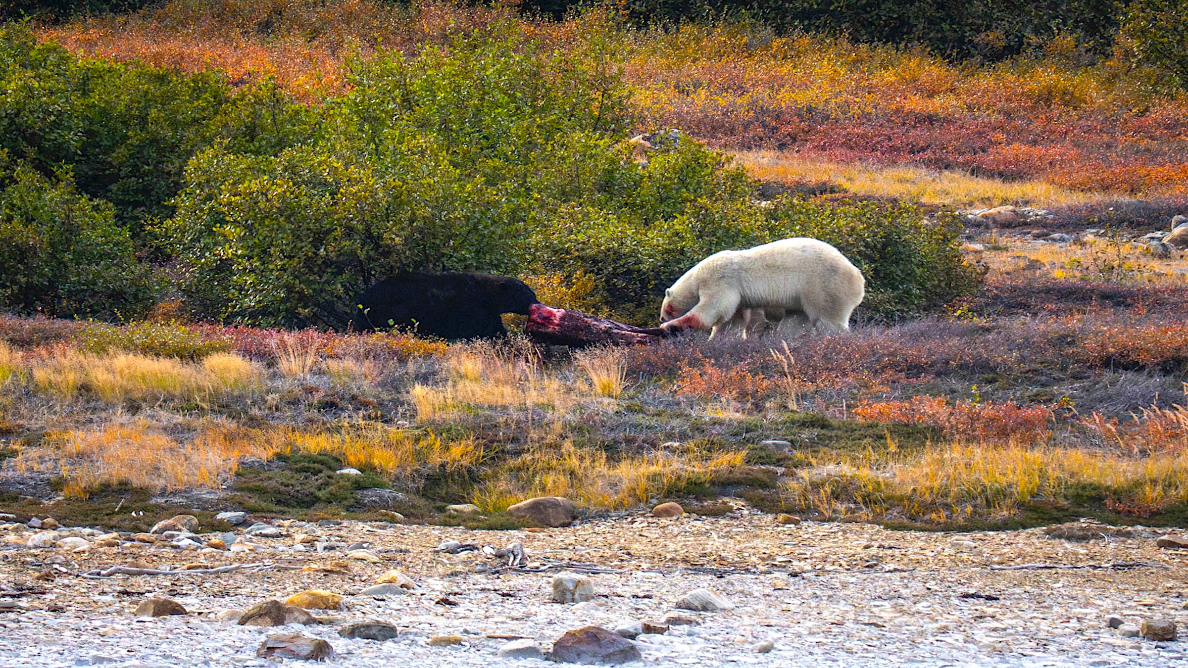 Watch: Polar Bear Fights Black Bear Over Carcass in Epic Battle