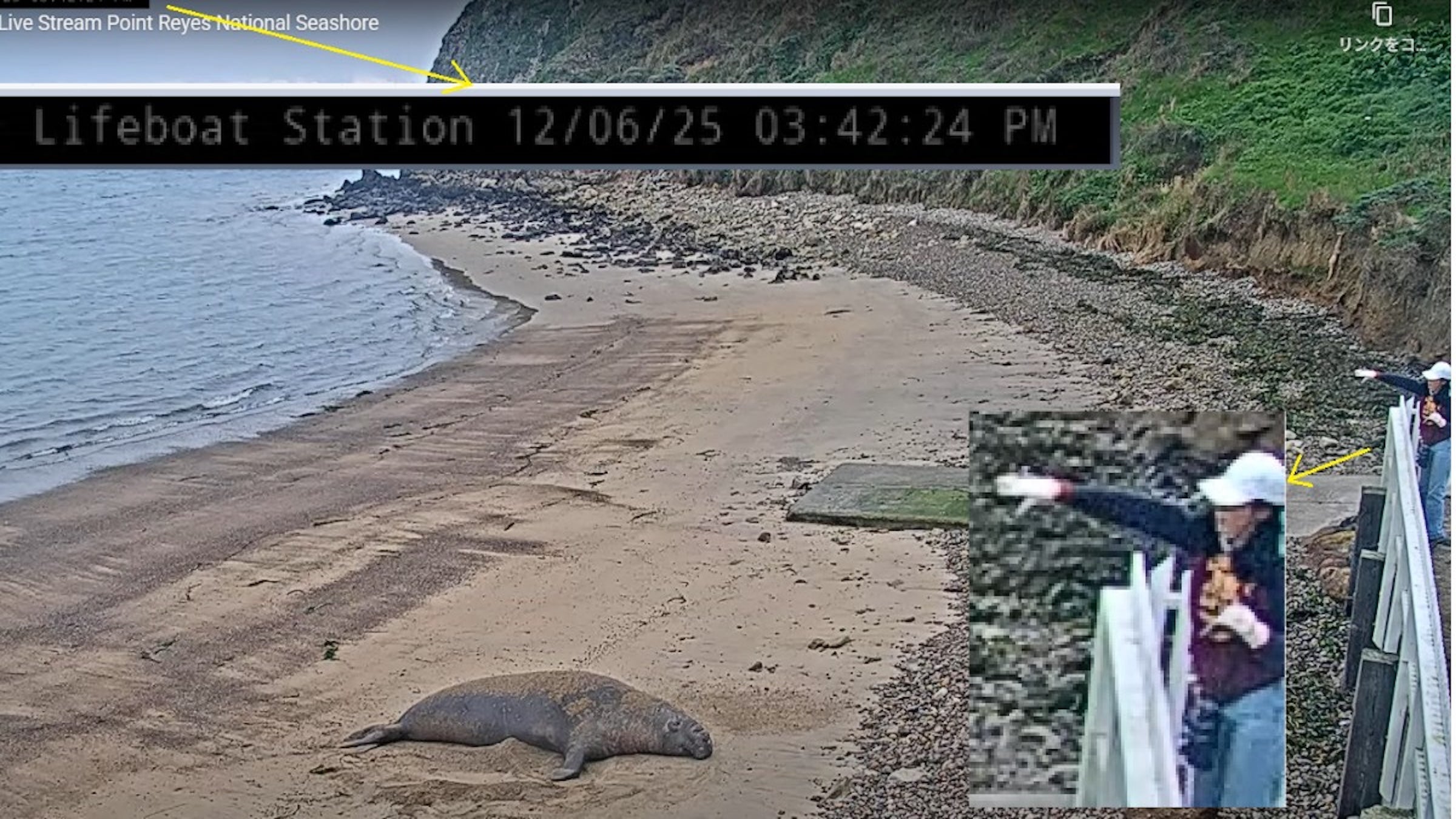 Officials Searching for People Accused of Attacking Elephant Seals