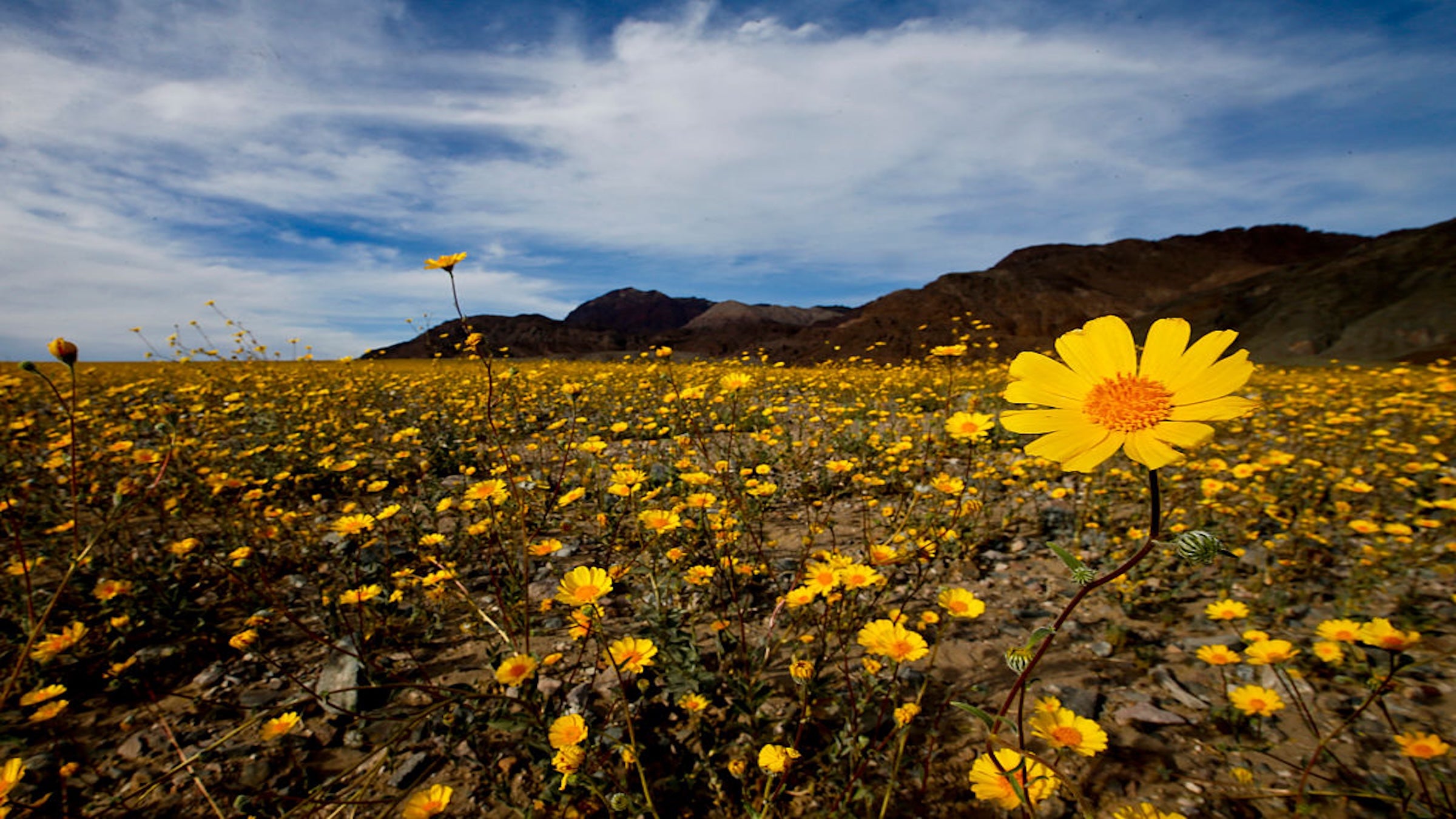 How To See Death Valley's Superbloom
