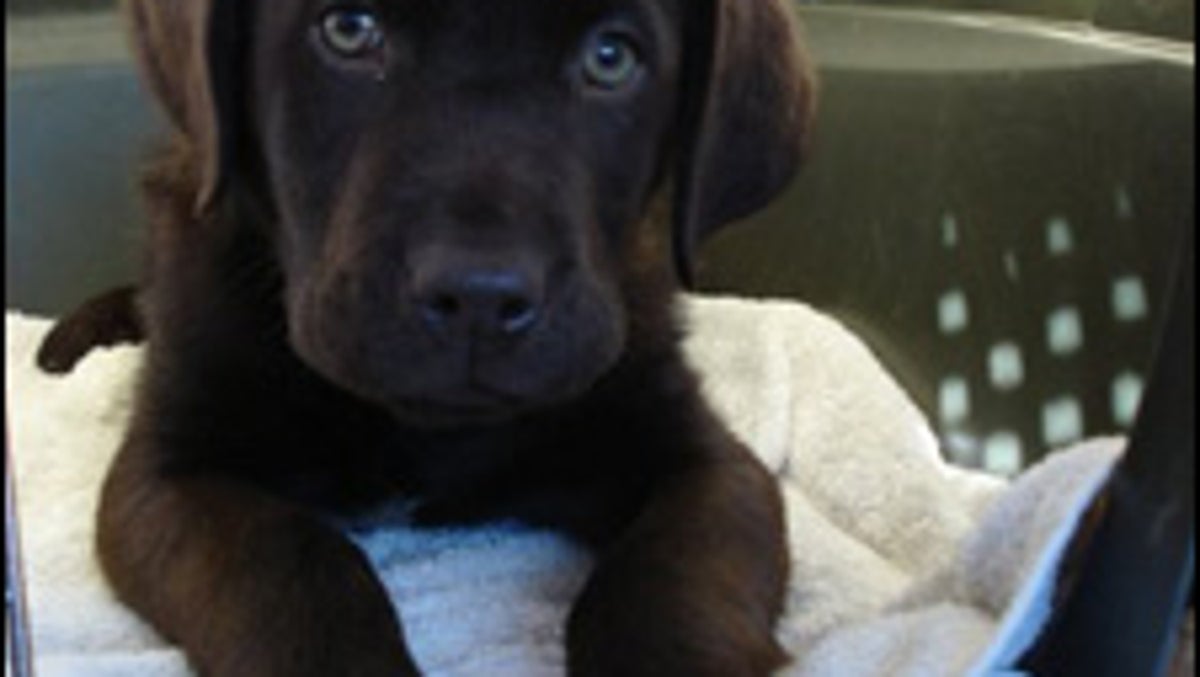 The Dog Shouter - Outside Online