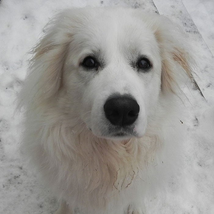 Snow Dog Breeds: 20 Best Pups for Winter Adventures - Outside Online