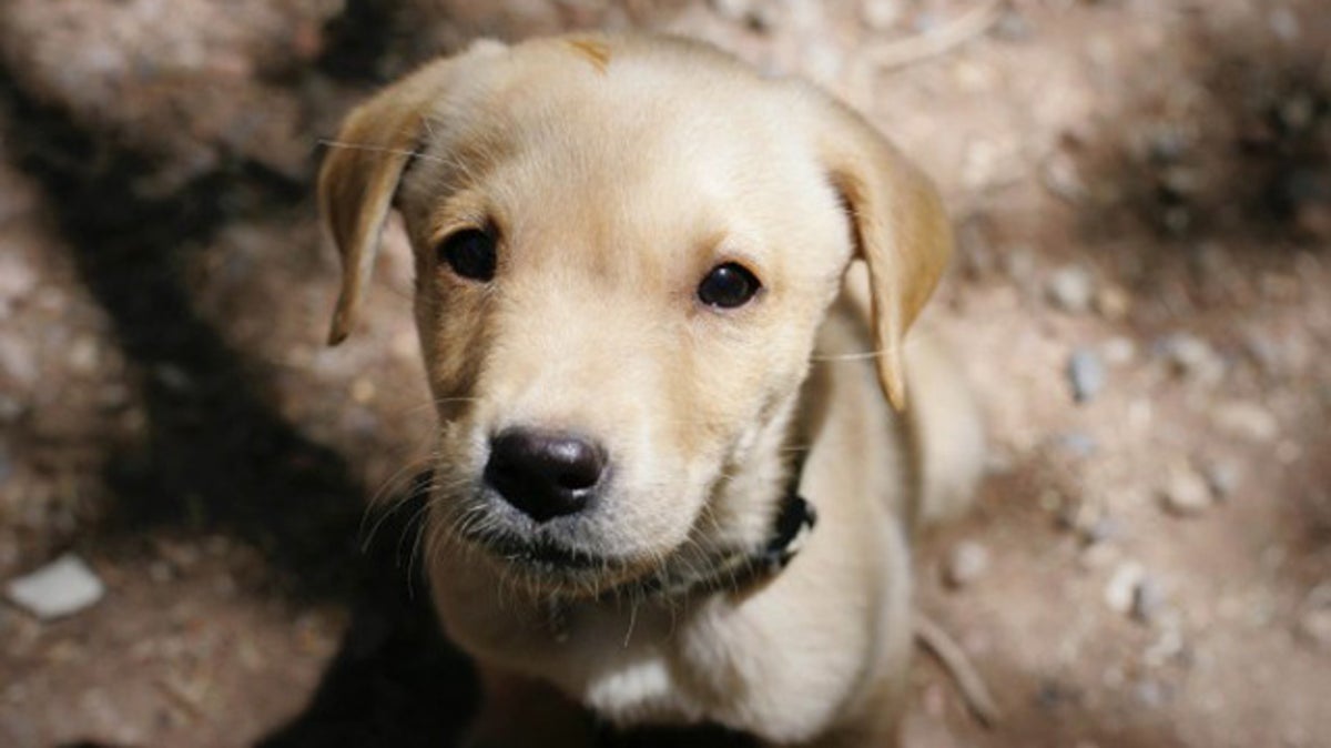 Getting Your Dog to Focus, Part II - Outside Online