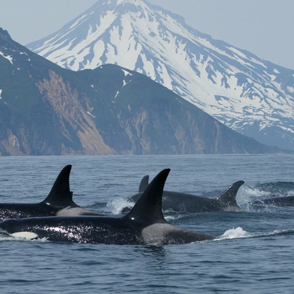 A Surge In Wild Orca Capture for Killer Whale Shows | Outside Online