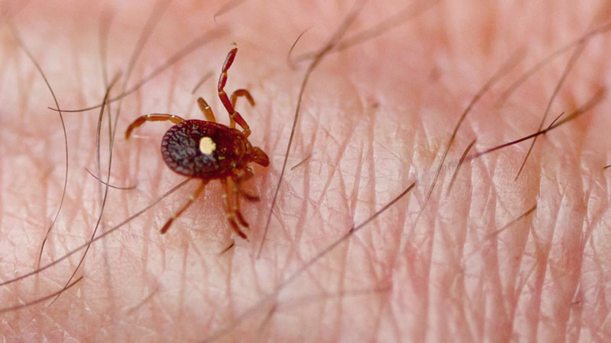 The Scariest Tick Disease You Haven't Heard Of - Outside Online