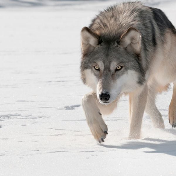 When Wolves Attack | Outside Online