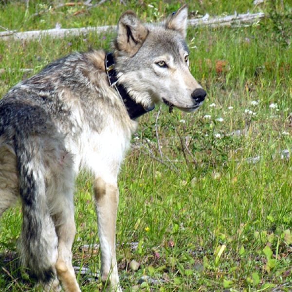 The Incredible Journey of Gray Wolf OR-7 | Outside Online
