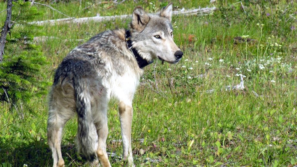 The Incredible Journey of Gray Wolf OR-7 | Outside Online
