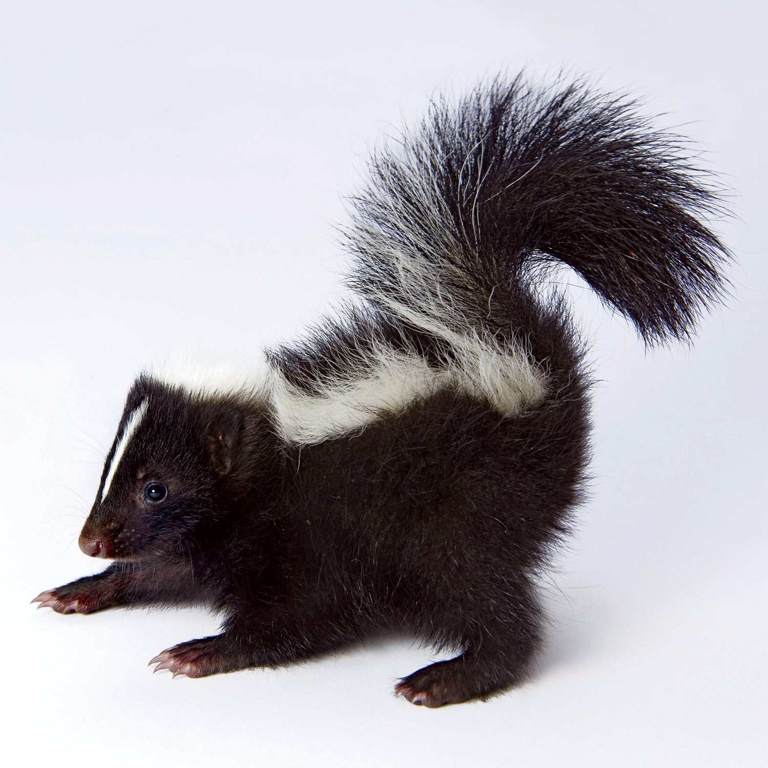 On the (Very Smelly) Trail of the Skunk Takeover - Outside Online